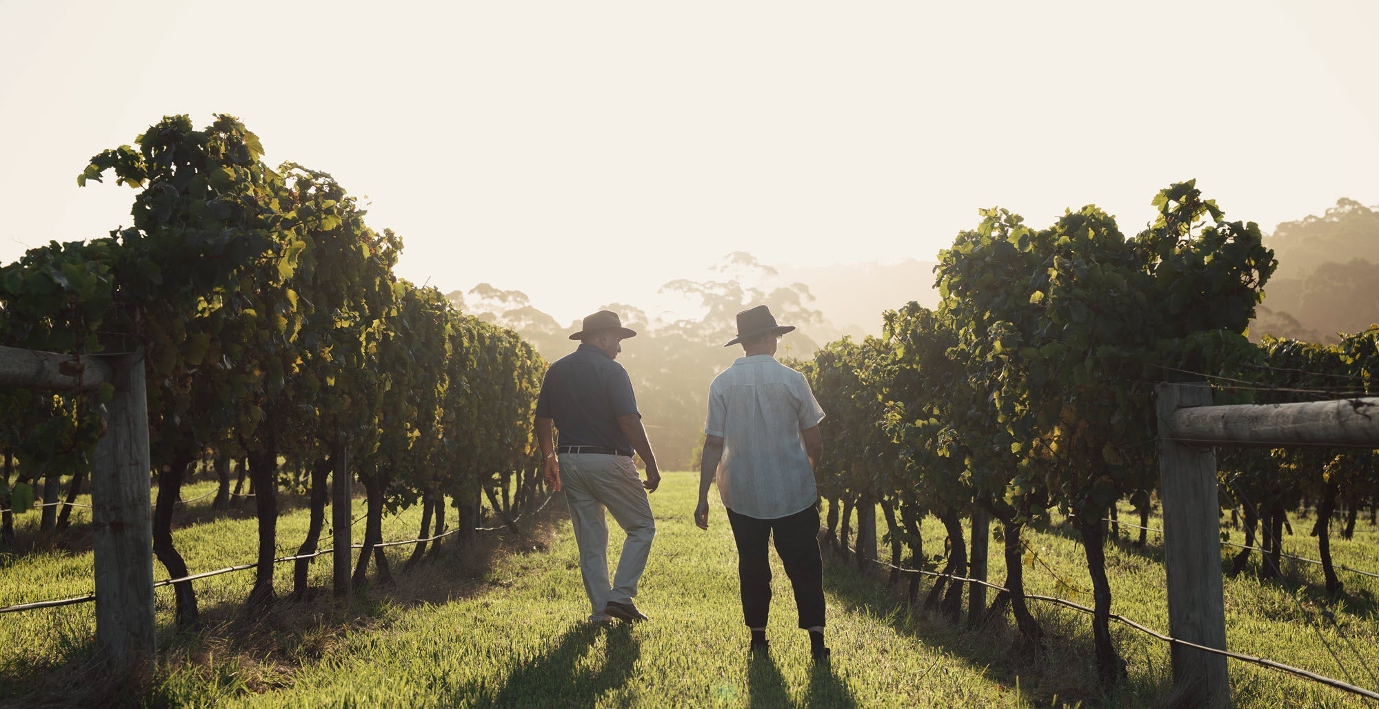 Inside Vintage 2025 at the Singlefile Great Southern Vineyard